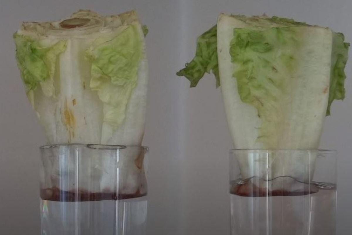 Tips To Grow Your Own Veggies Malaysia | A Money-Saving Hack