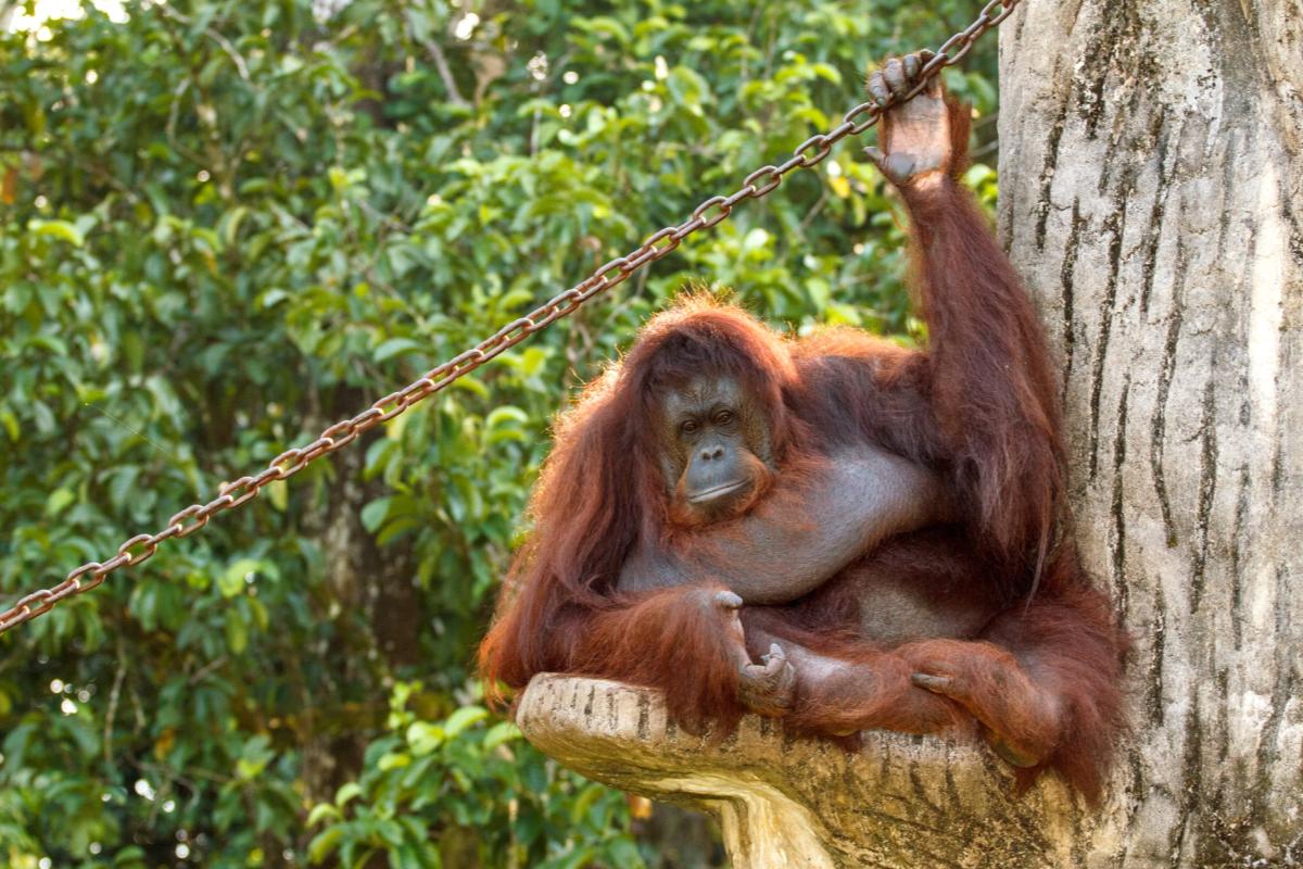 Top 8 Best Places To Visit in Taiping - Updated 2026 | Best Sights