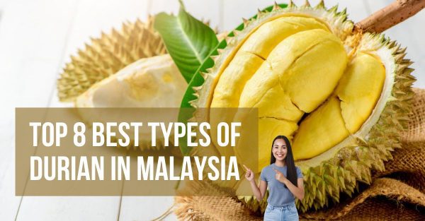 Top 8 Best Types of Durian in Malaysia 2026