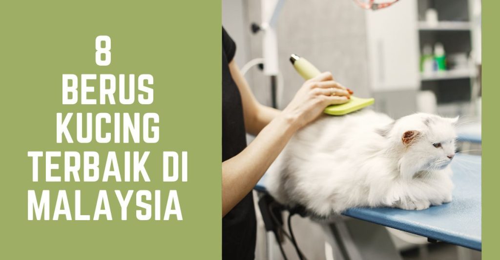 8 Berus Kucing Terbaik di Malaysia 2025 | Mampu milik