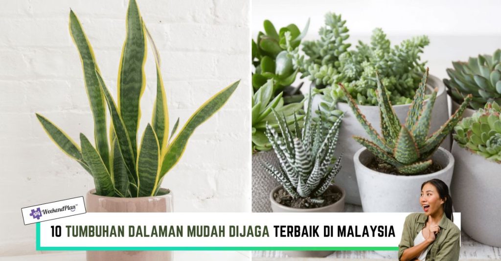 10 Tumbuhan Dalaman Mudah Dijaga Terbaik di Malaysia 2025 | Cantik