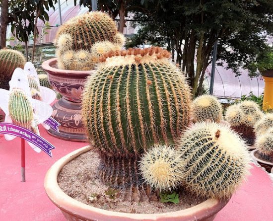 10 Best Things To Do in Cameron Highlands 2026 | Top Picks
