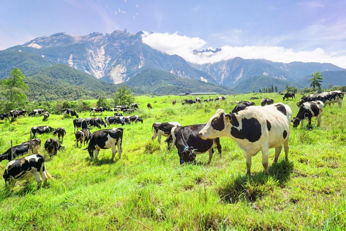 Top 30 Best Things To Do in Sabah 2026 | Travelling Paradise