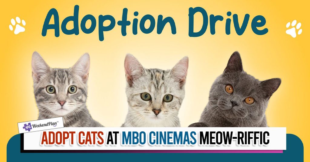 Adopt Cats at MBO Cinemas Meow-Riffic
