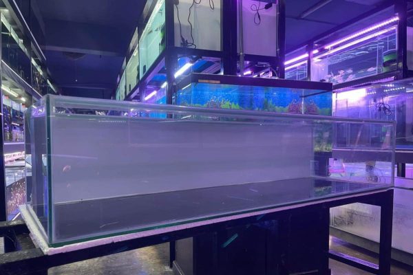 Top 10 Best Aquarium Shops in KL and Selangor 2026 | Reviewed