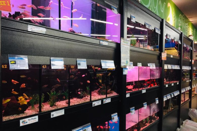 Top 10 Best Aquarium Shops in KL and Selangor 2025 | Reviewed