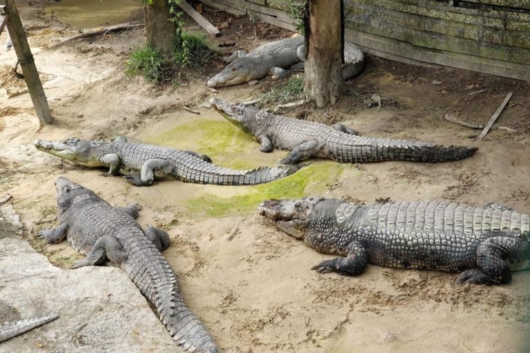 10 Best Things To Do in Miri 2025 | Fun WIth The Whole Family