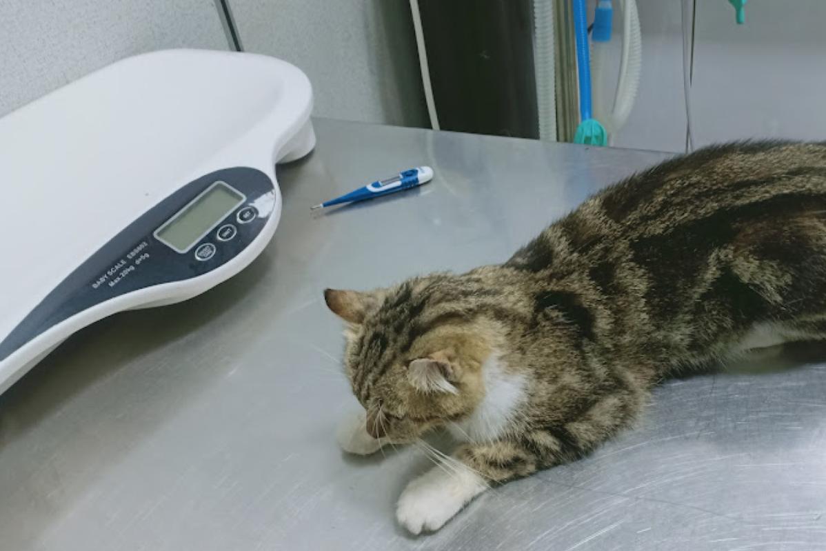 Top 10 Best Veterinary Clinics in Kuching 2026 | Top-rated