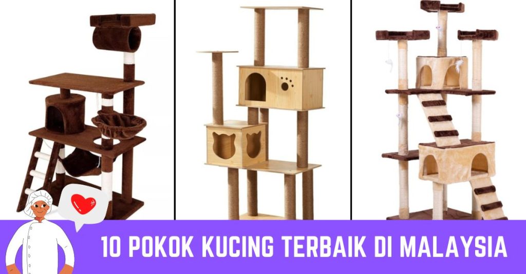 10 Pokok Kucing Terbaik Di Malaysia 2023 | Best