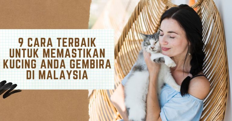 9 Cara Terbaik Untuk Memastikan Kucing Anda Gembira di Malaysia 2026 ...