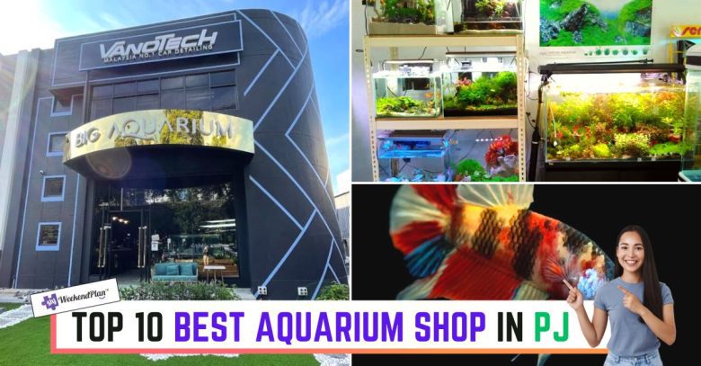 10 Best Aquarium Shop in PJ 2026 | Dive into a Water World