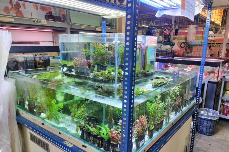 10 Best Aquarium Shop in KL 2025 | Meet Your Fin Friends
