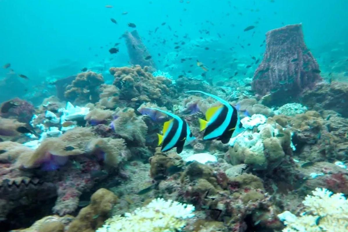 Top 5 Best Spectacular Spots for Scuba Diving in Langkawi 2026 ...