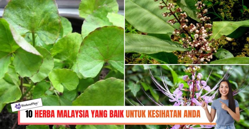 10 Herba Malaysia Yang Baik Untuk Kesihatan Anda 2025 | Sihat & Terbaik
