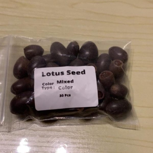 Top 10 Best Water Lily Plants & Seeds in Malaysia | Latest 2025