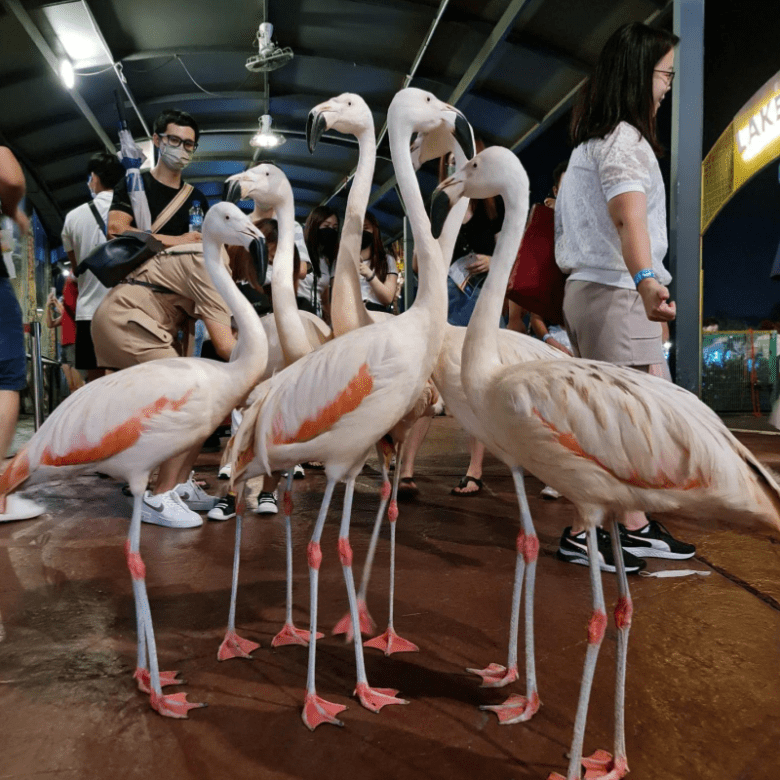 Experience Wildlife in The City at 99 Wonderland Park