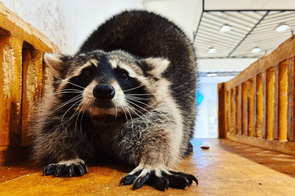 Top 5 Best Pet Cafes In Penang 2025 | Must-visit