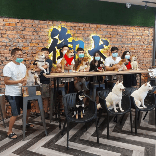 Top 8 Best Pet Cafes in Johor Bahru 2025 | Bring Your Furry Friend!