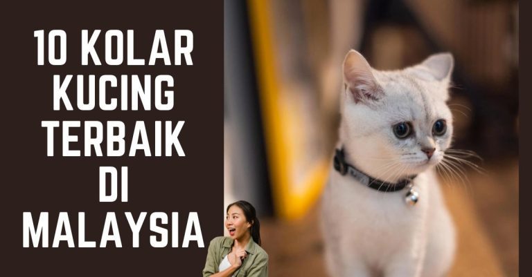 10 Kolar Kucing Terbaik di Malaysia 2026 | Terbaik dan Berkualiti
