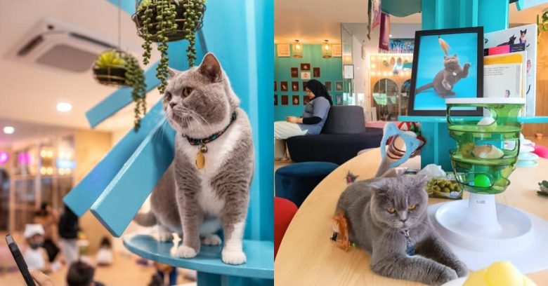 Top 20 Best Cat Cafes in Malaysia 2026 | Tasty Treats
